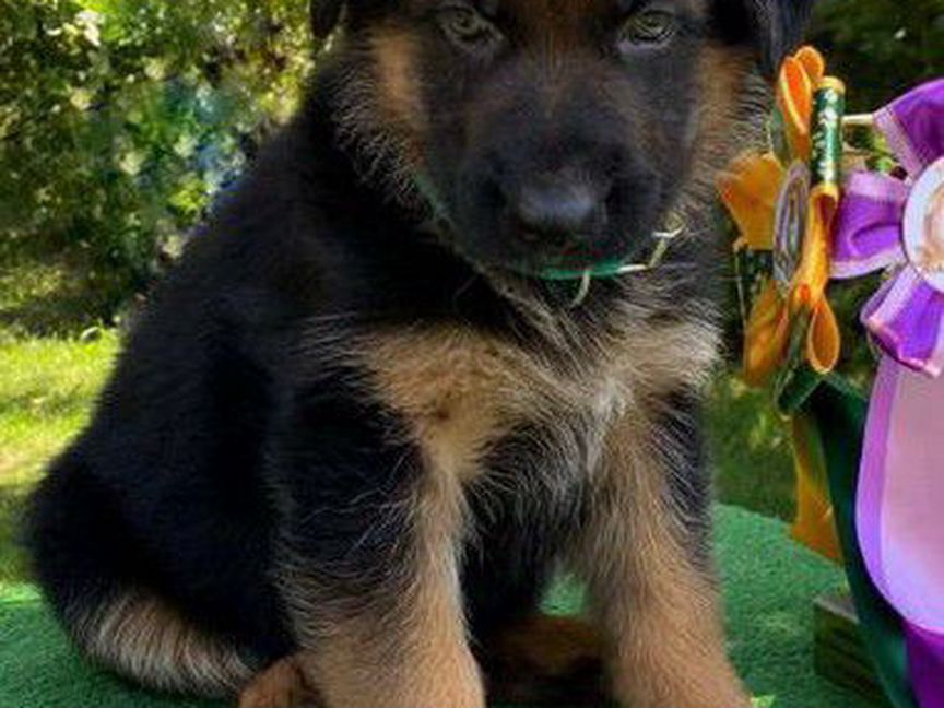 Щенки немецкой овчарки