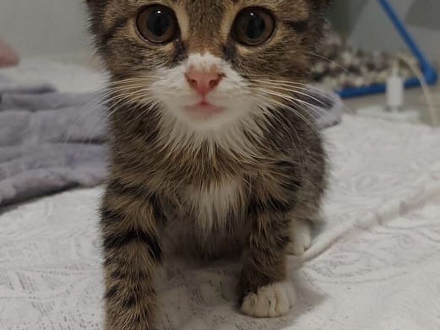 Котенок