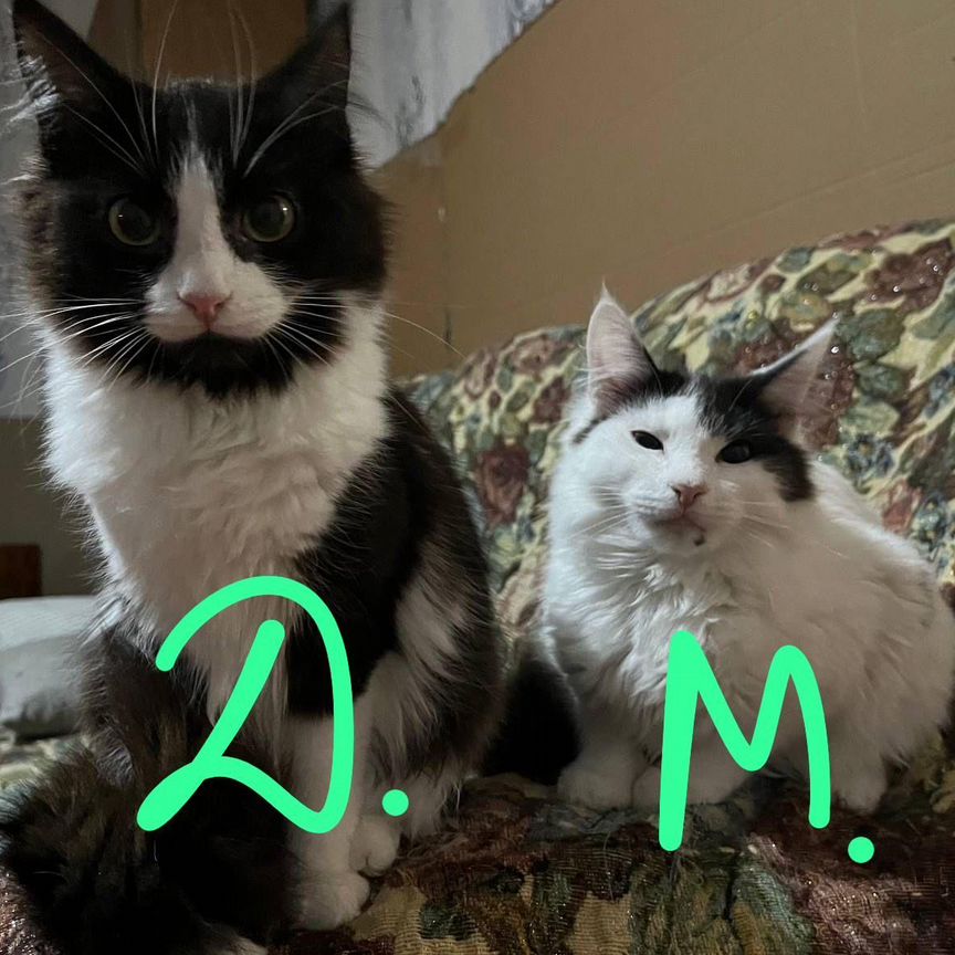 Взрослая кошка от частного владельца