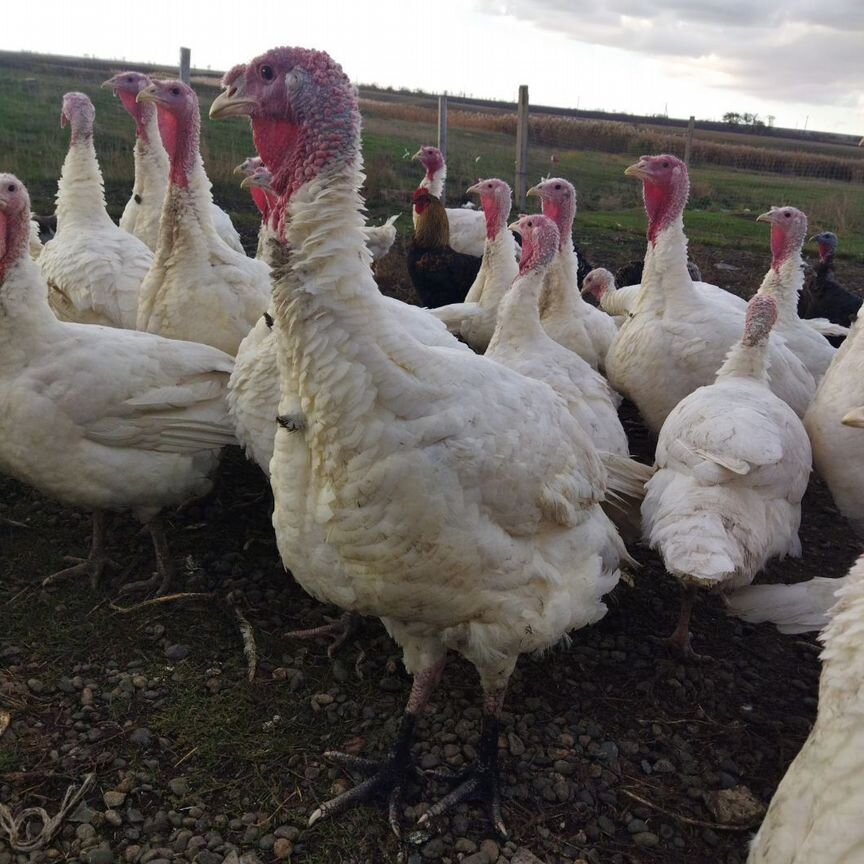 Продаю индюки