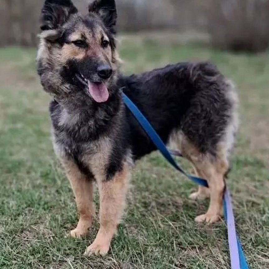 Взрослая собака в добрые руки