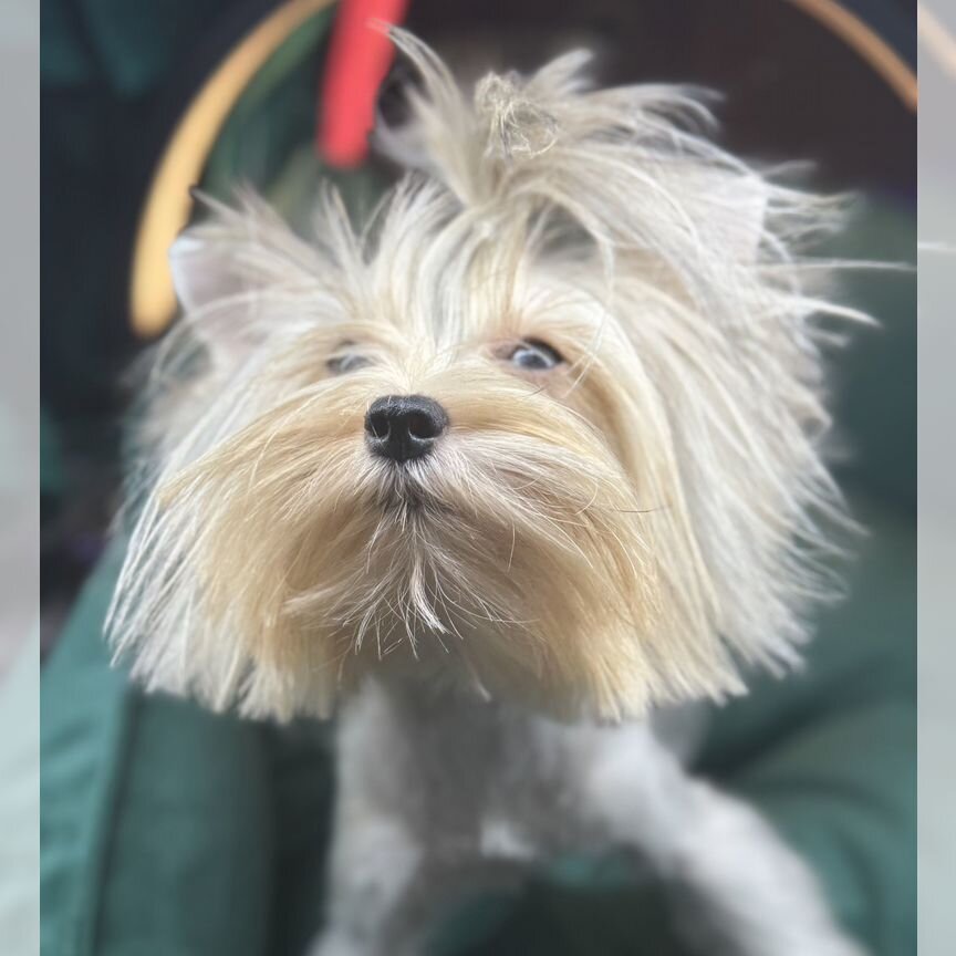 Йоркширский терьер, взрослая собака