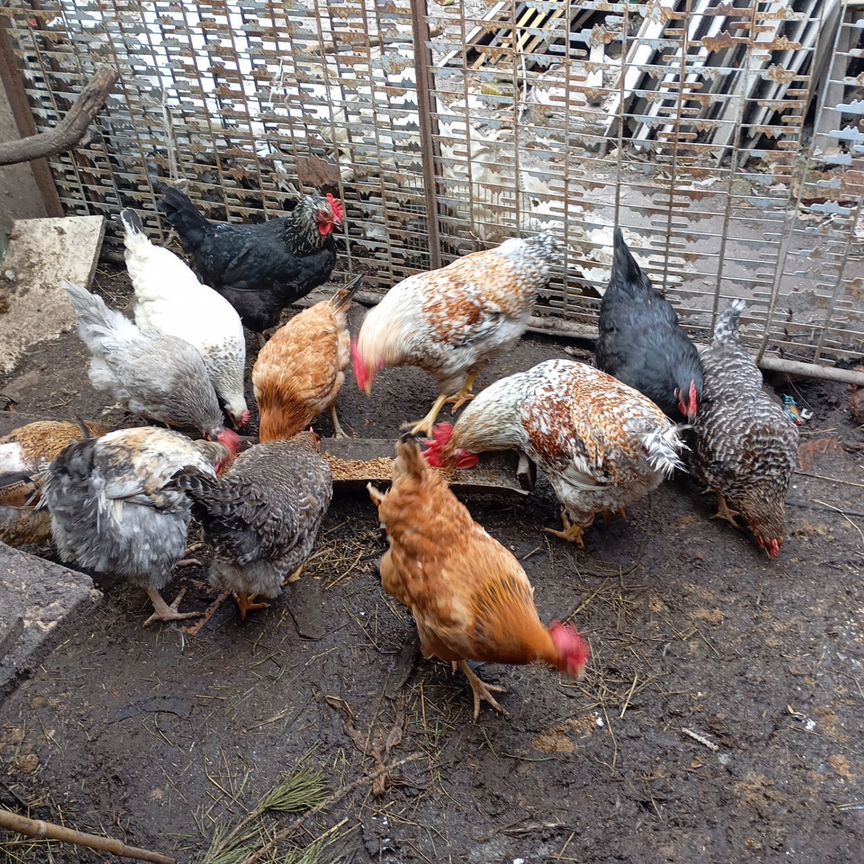 Куры и петух