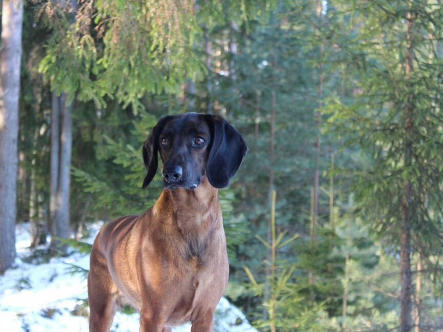 Продаются щенки