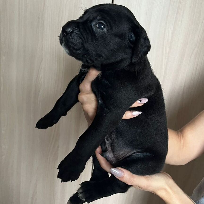 Собаки щенки кане корсо