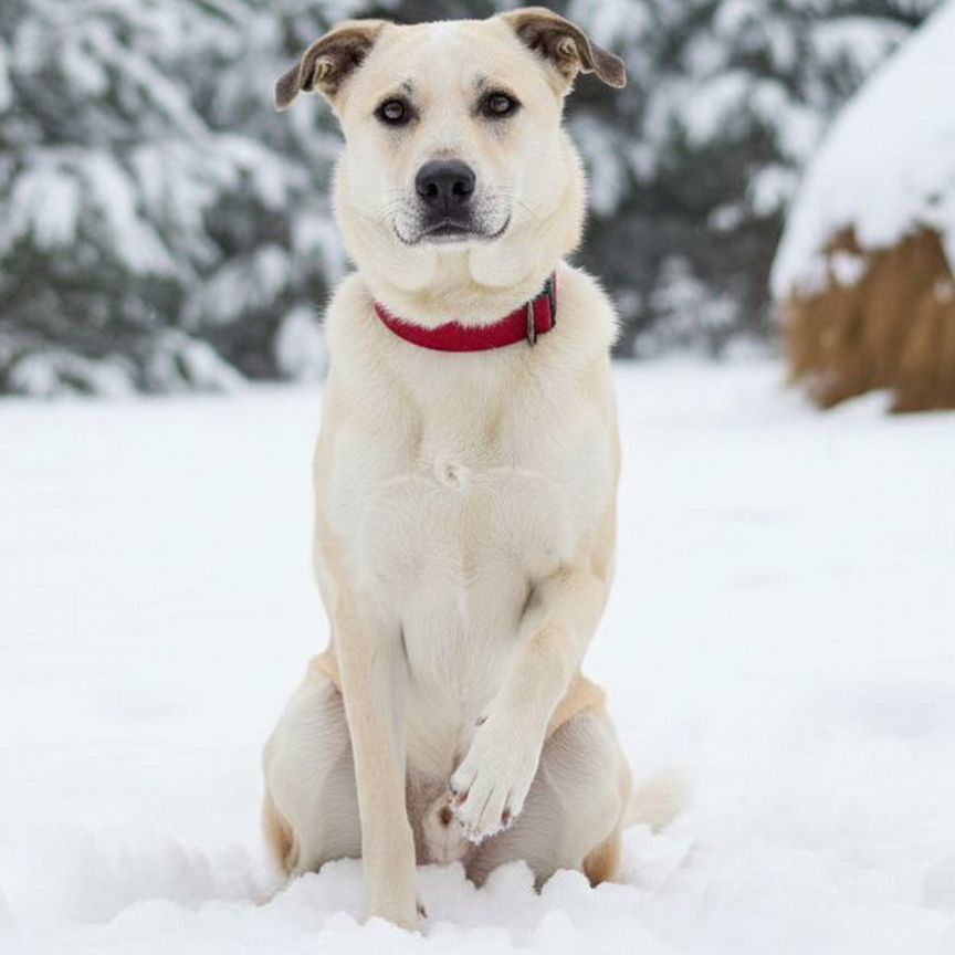 Взрослый пёс в добрые руки