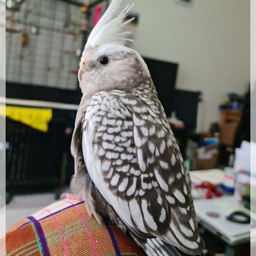 Корелла ручная выкормыш