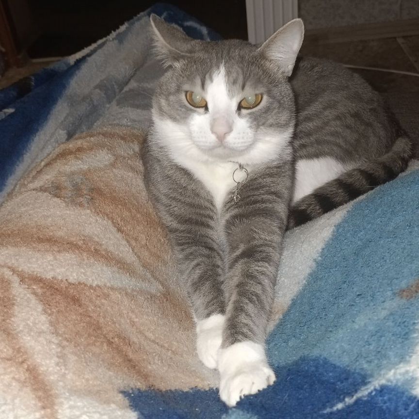 Взрослый кот в добрые руки