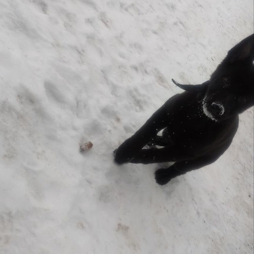 Щенок кавказец