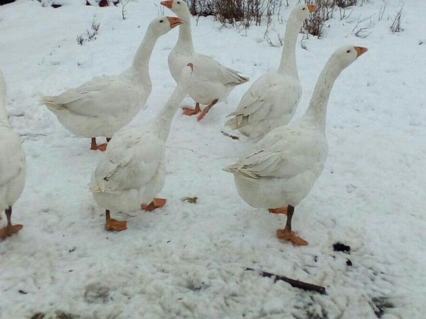 Продам цыплят брама И фавероль и несушки