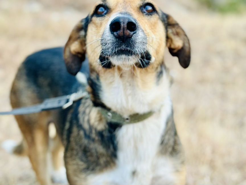 Собака в добрые руки