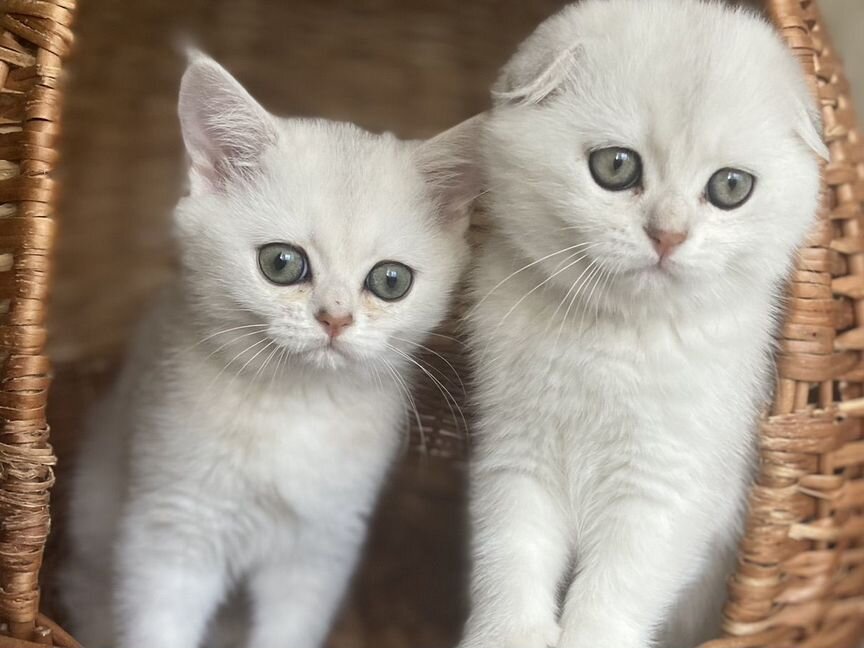 Шотландская кошечка Катти