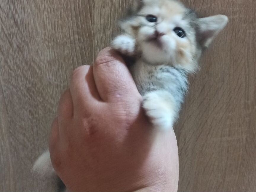 Котята рыжие