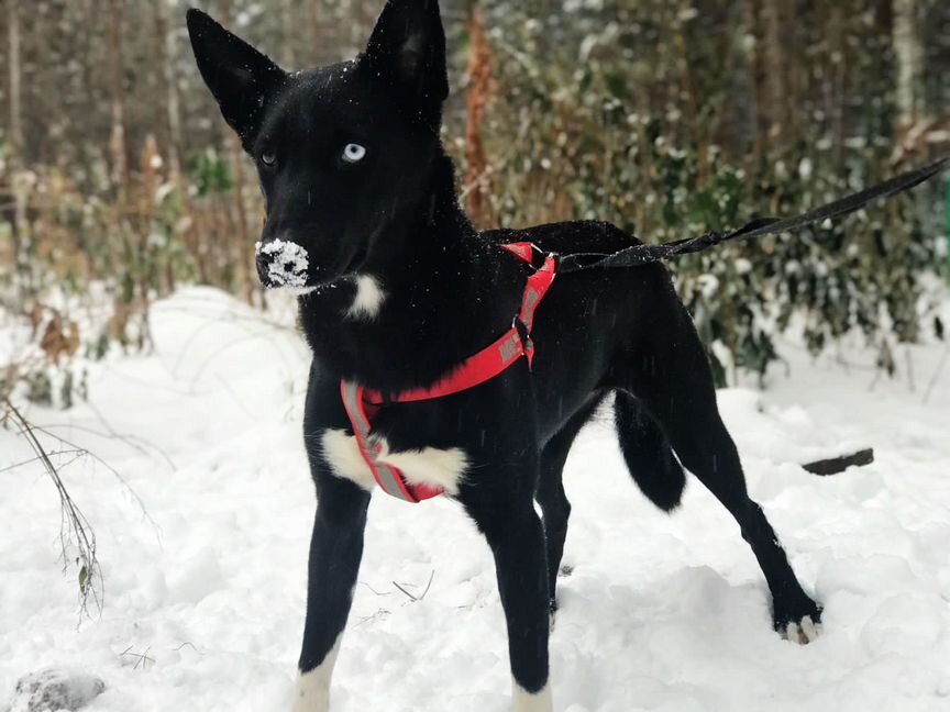 Собака-подросток ищет дом