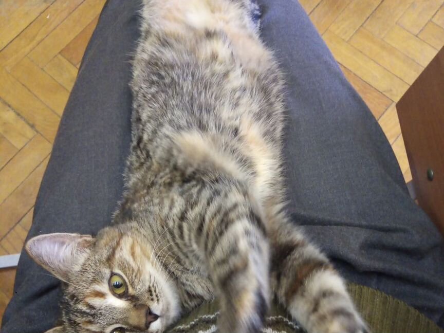 Котёнок-девочка ищет дом