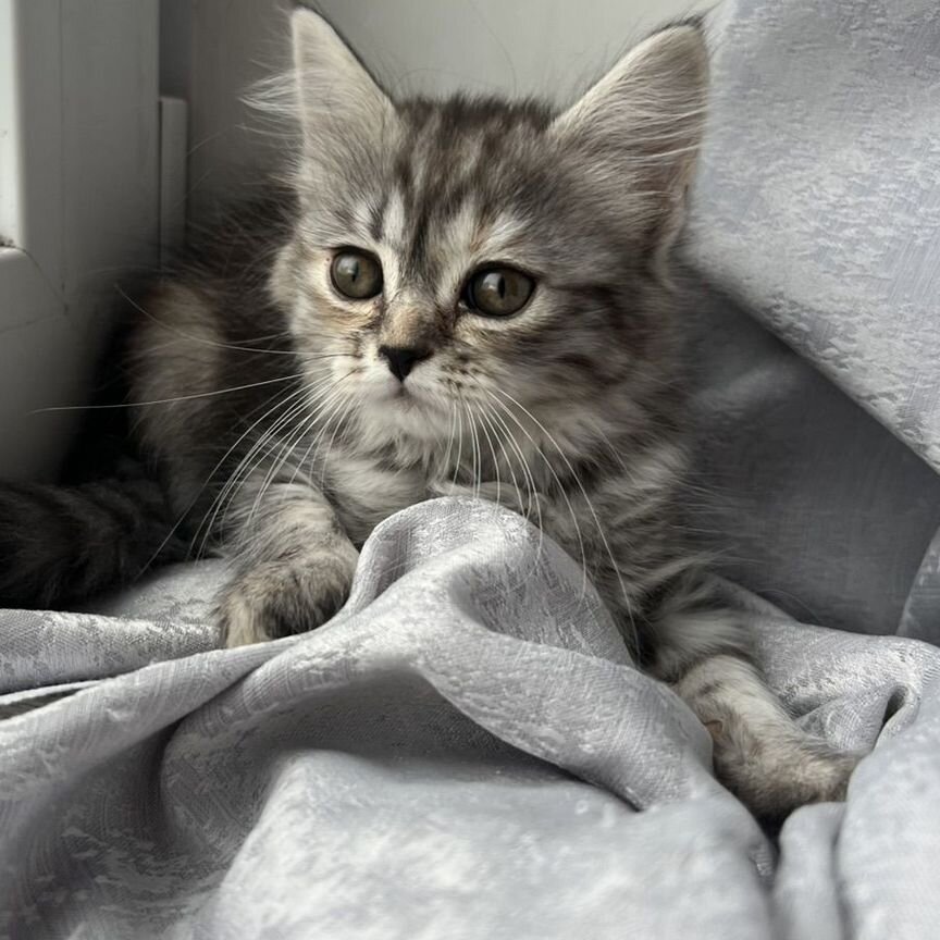 Шотландский прямоухий длинношёрстный котёнок