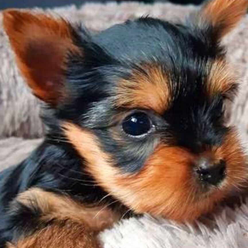 Йоркширский терьер, щенок