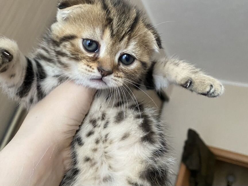 Британские вислоухие котята