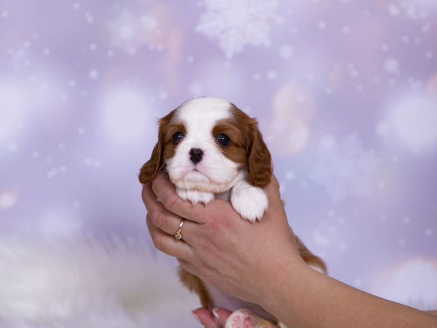 Кавалер кинг чарльз спаниель