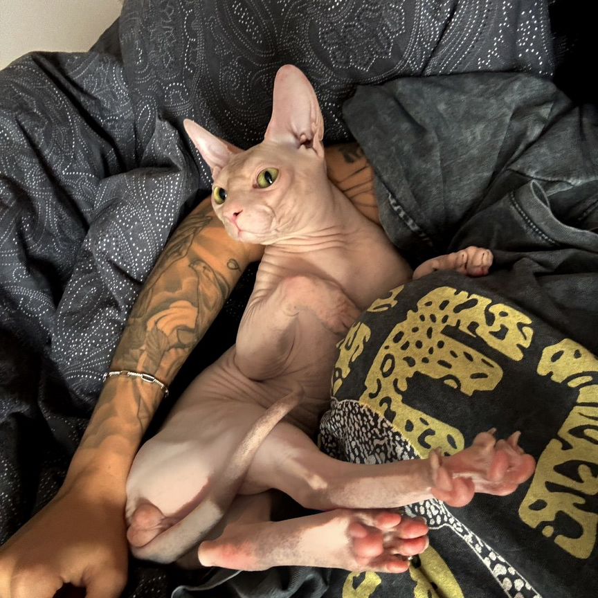 Лучший котенок на планете