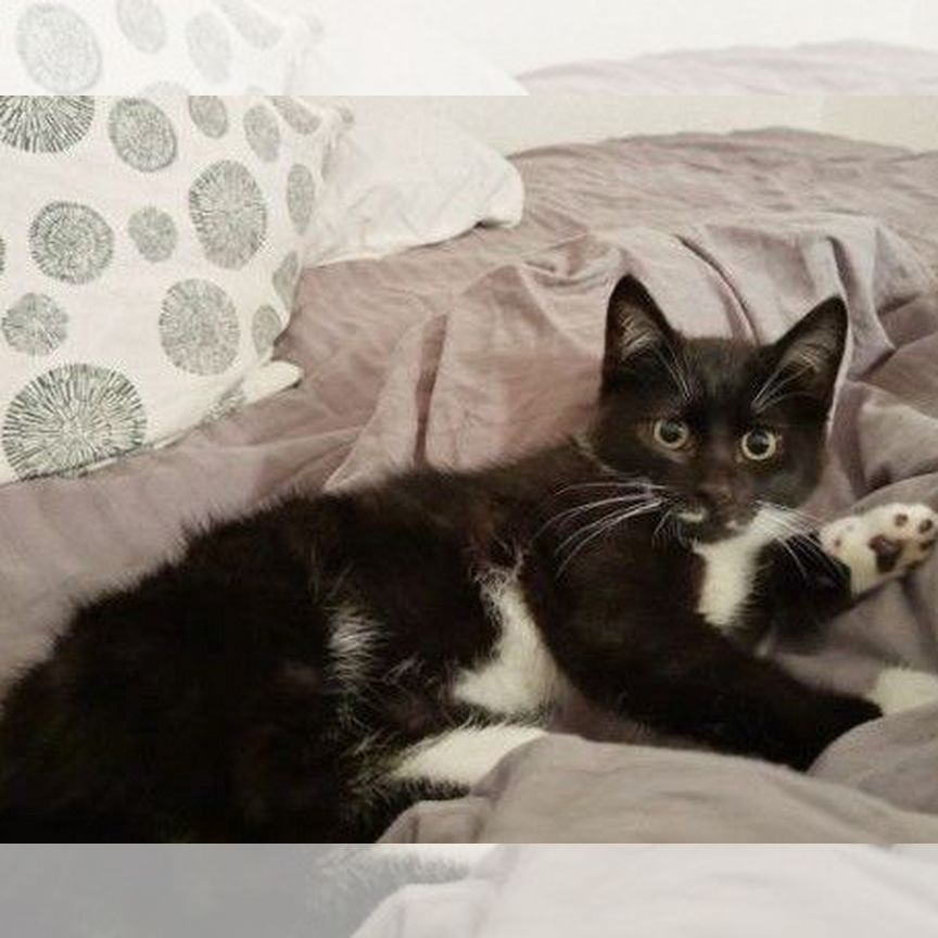 Котенок усатый нянь 3 месяца