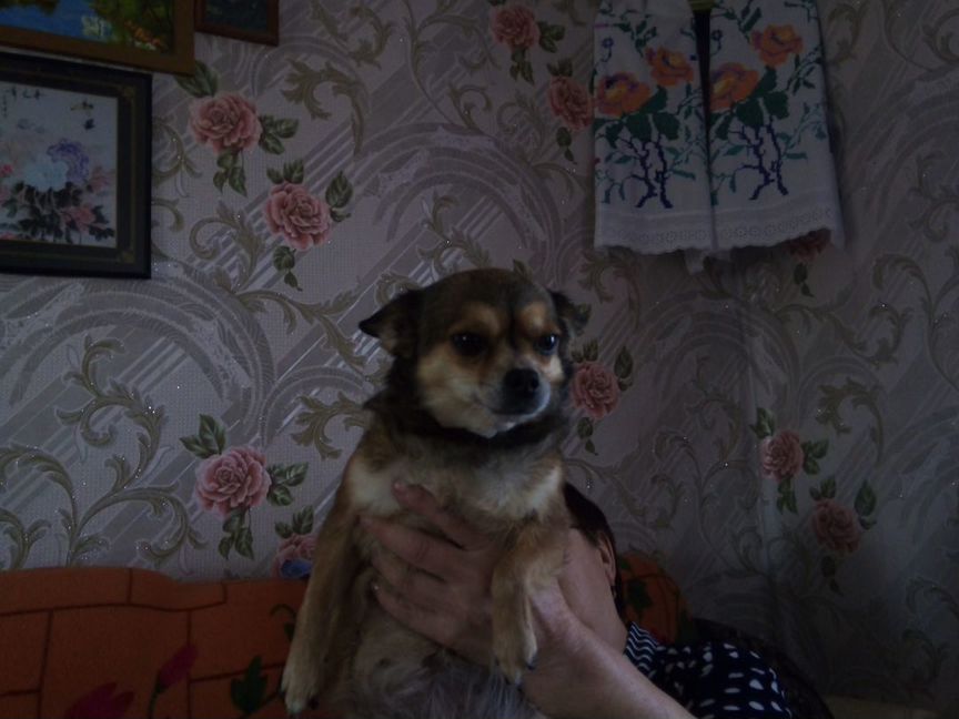 Вязка,девочке около двух лет