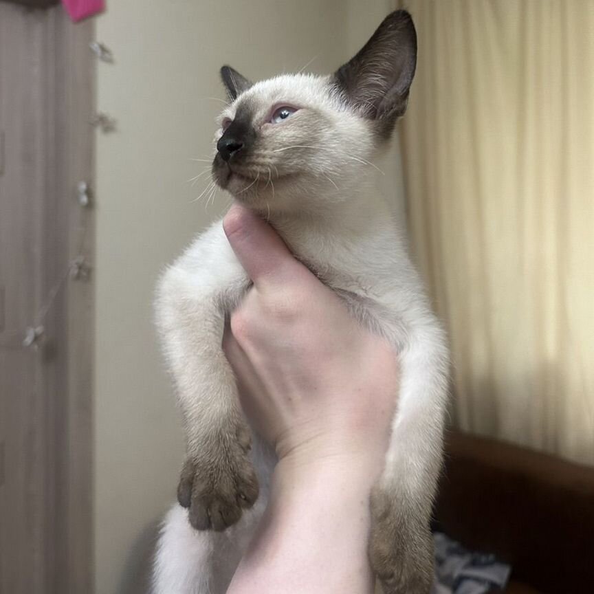 Котенок мальчик