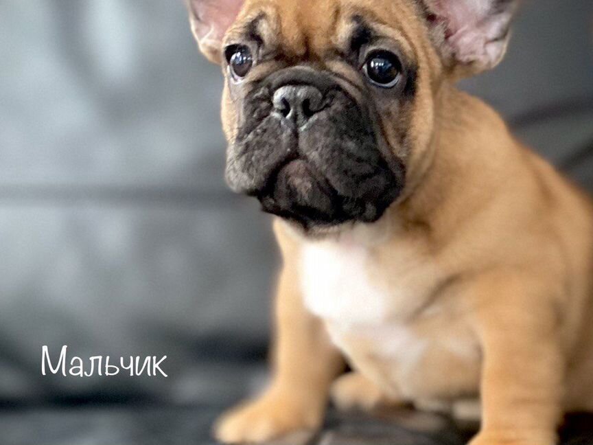 Французский бульдог щенок 2 месяца мальчик
