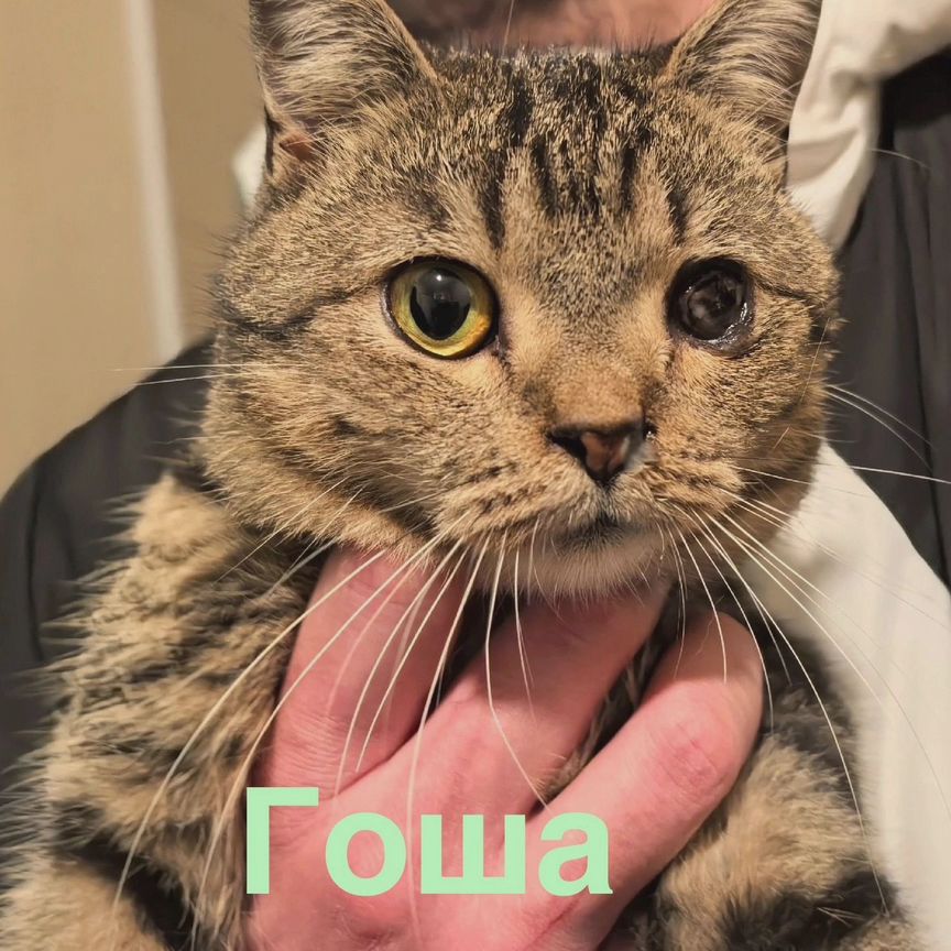 Котики бесплатно