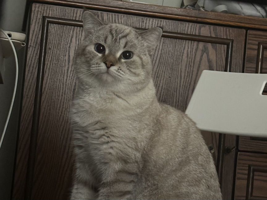 Сиам, мальчик, 1 год