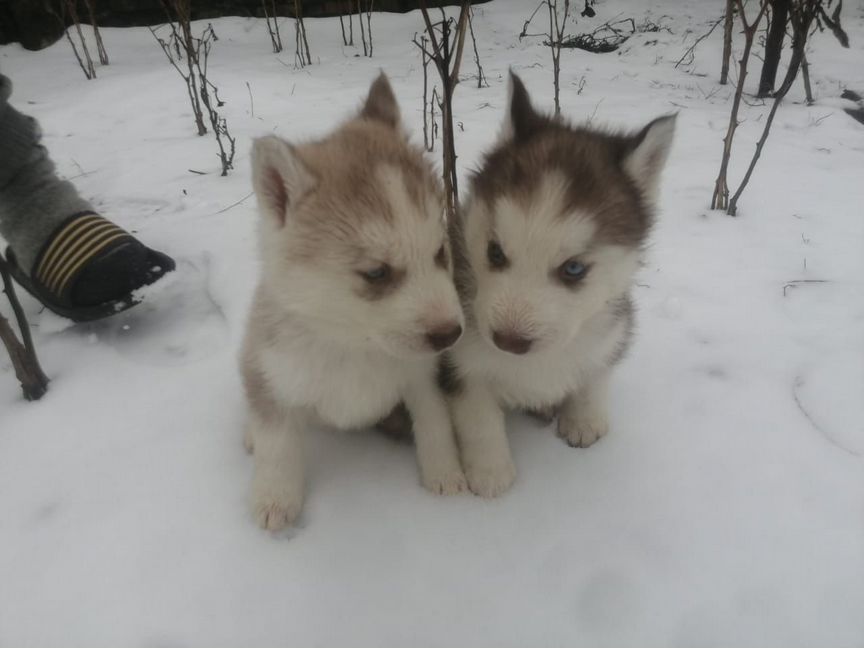 Щенки