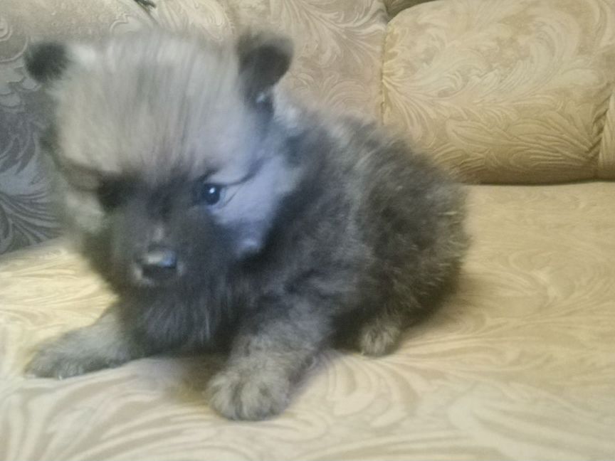 Померанский шпиц медвежьего типа