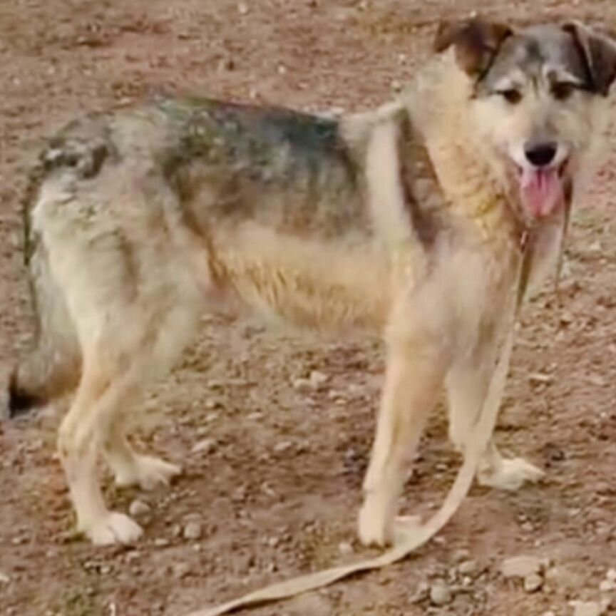 Взрослая собака в добрые руки