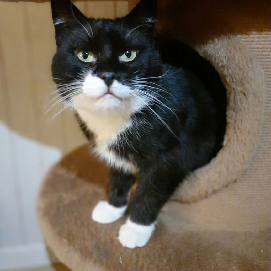 В добрые руки