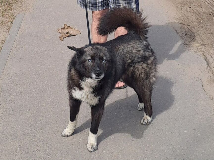 Собака в добрые руки отдам бесплатно