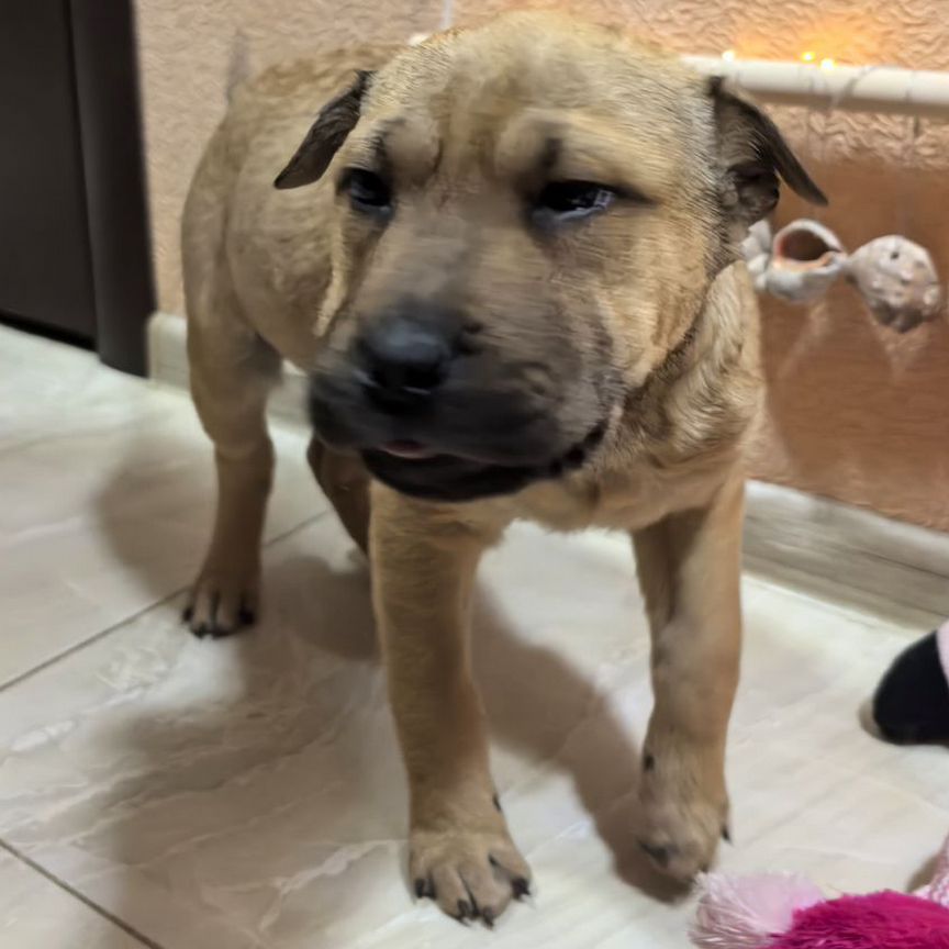 Шарпей, щенок