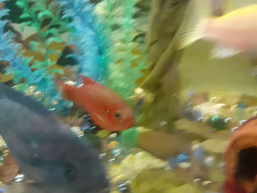 Хромис красавец