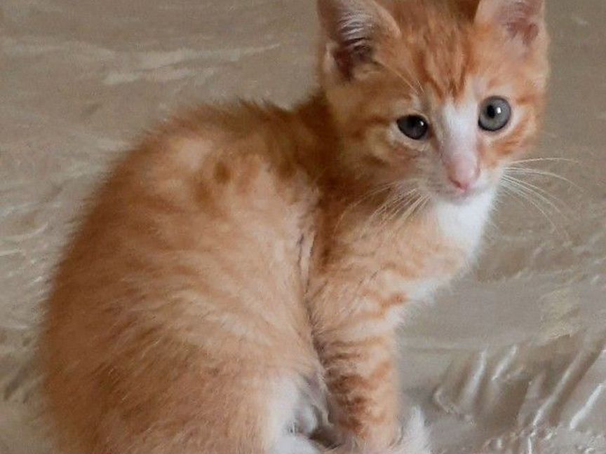 Котенок 2 мес ласковая крох. Ищет дом