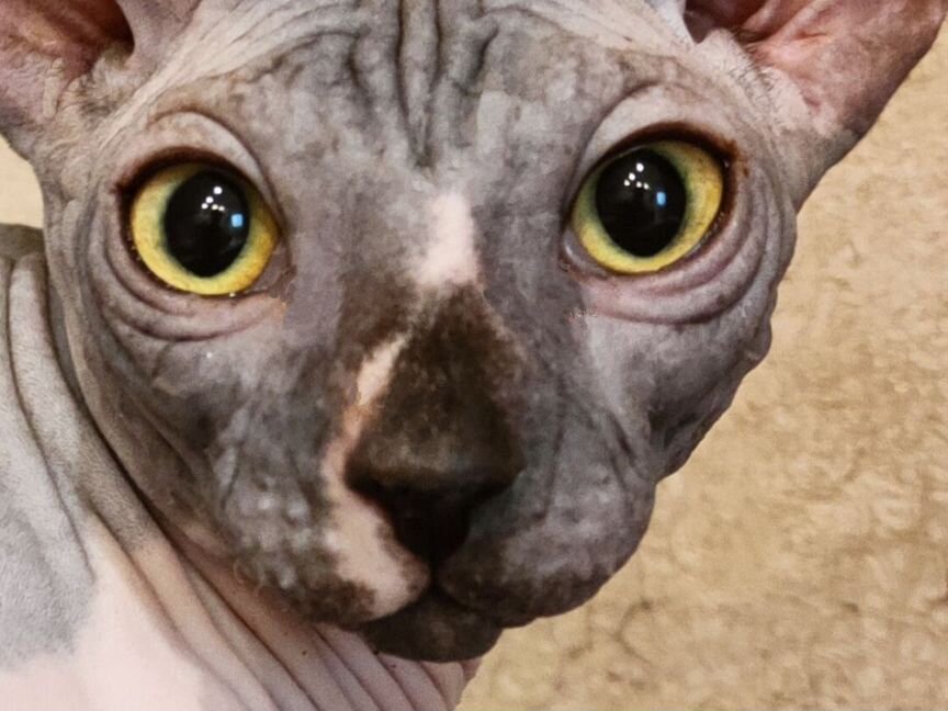 Канадский сфинкс мальчик