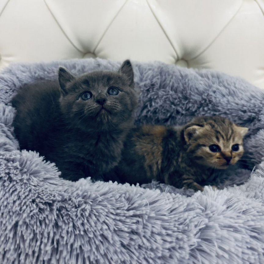 Шотландский вислоухий короткошёрстный котёнок