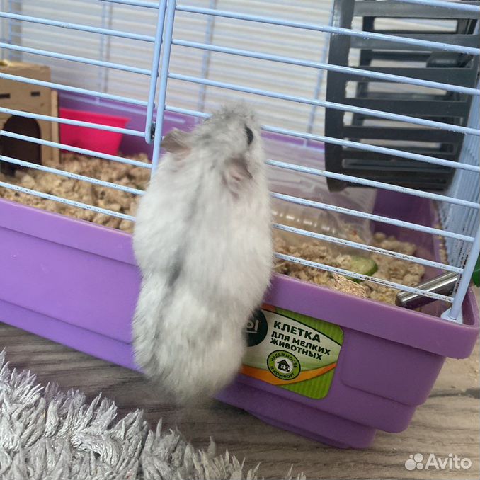 Джунгарский хомяк девочка