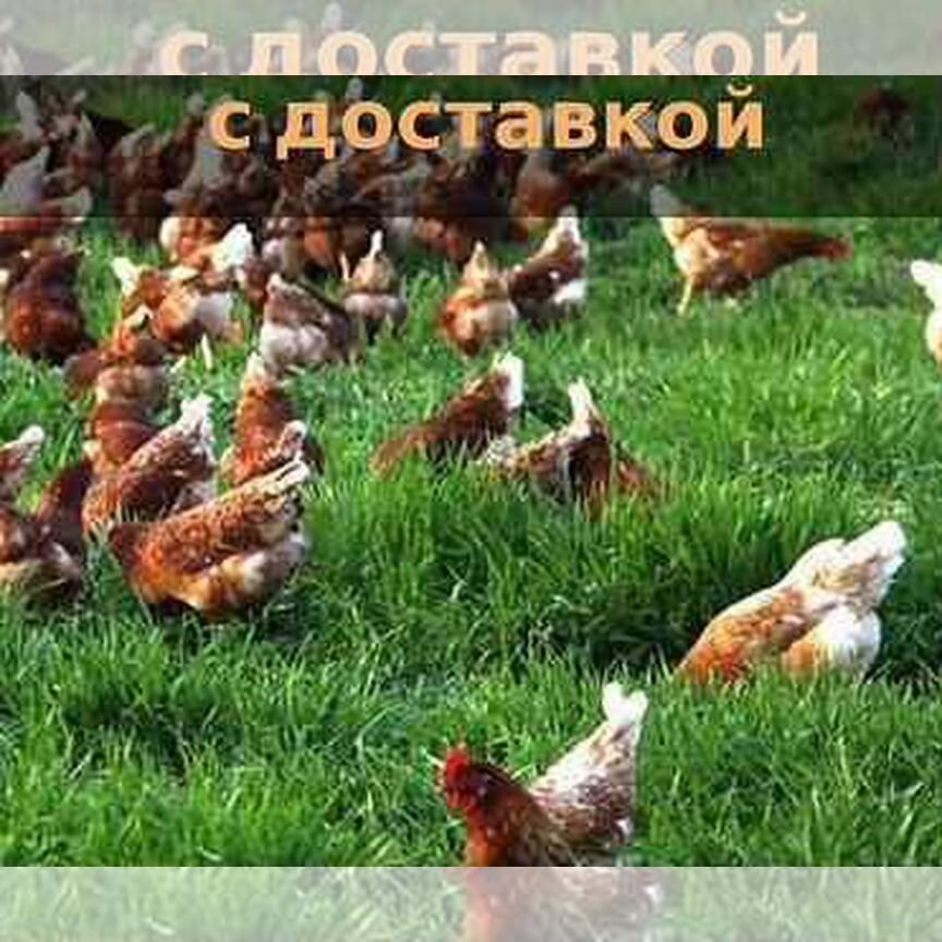 Рыжие несушки