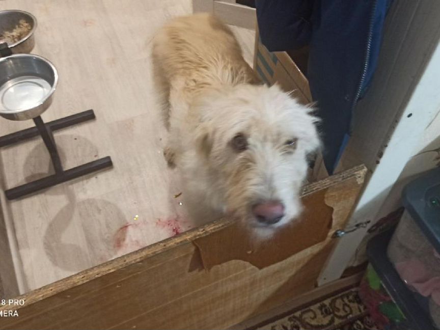 Собака в добрые руки