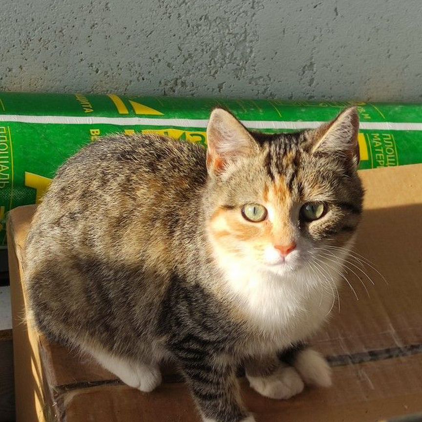 Котенок девочка бесплатно