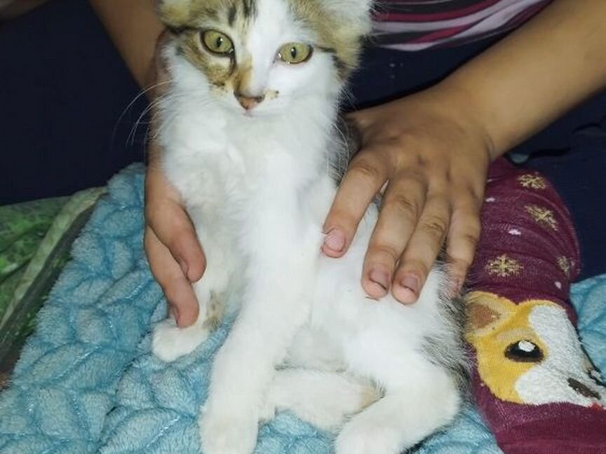 Кошечка Трехцветка