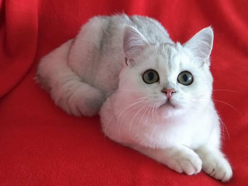Британская серебристая шиншилла