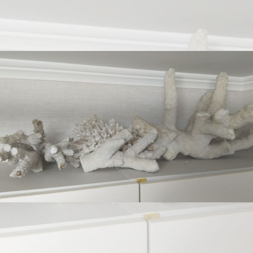 Морские кораллы