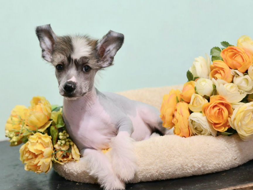 Истино голый мальчик - кожанчик