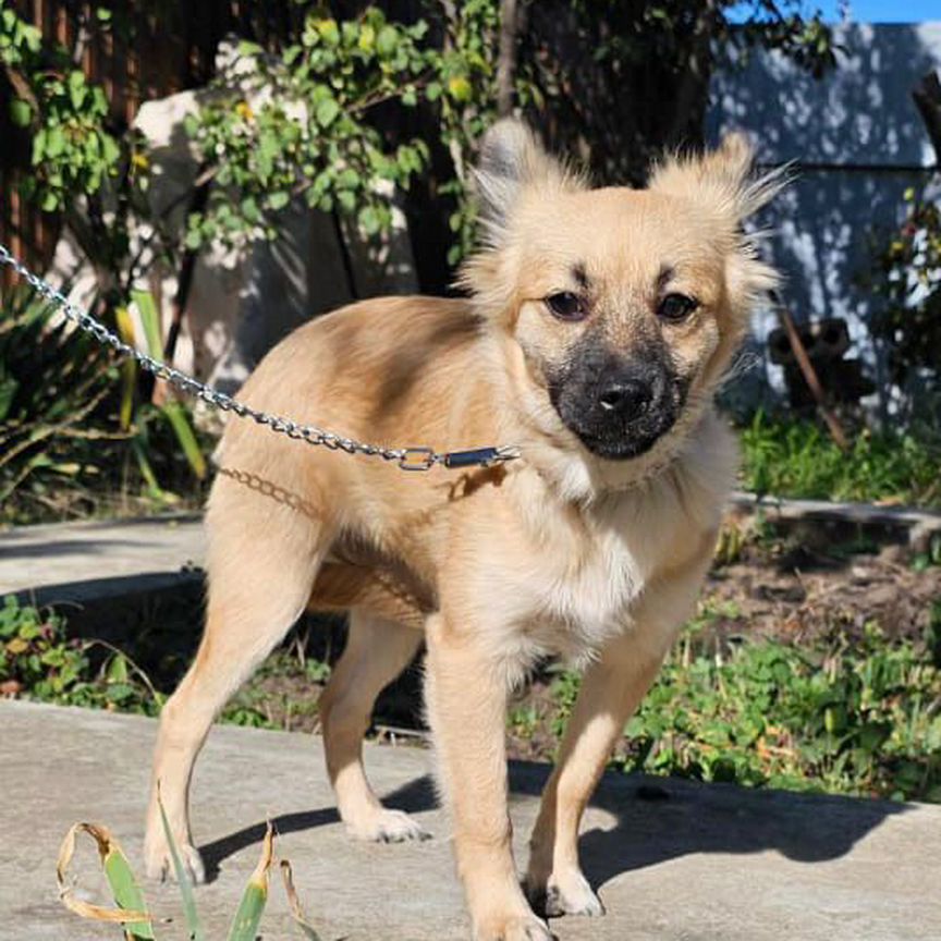 Мелкий щенок в дар