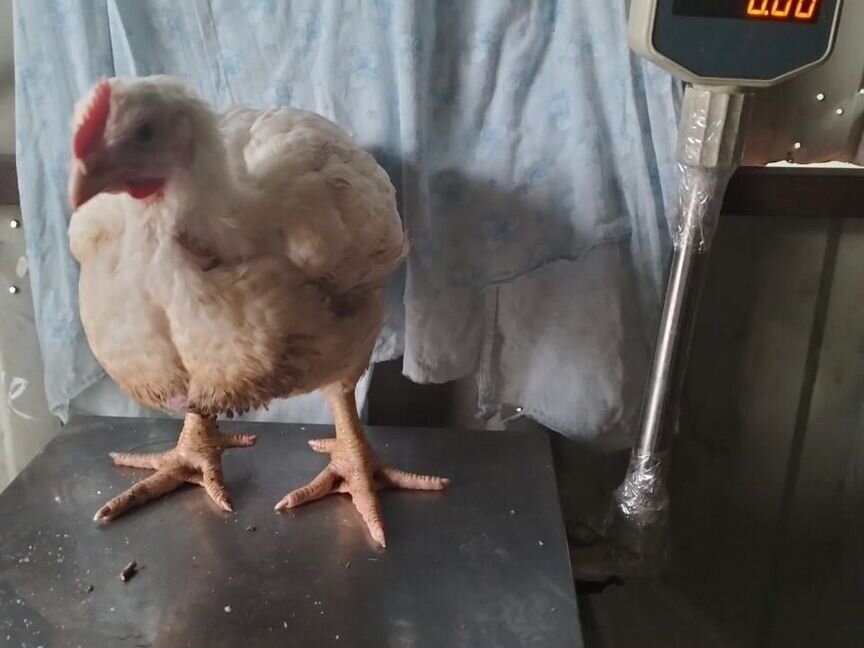 Цыплята бройлеры росс 308 подрлщенные